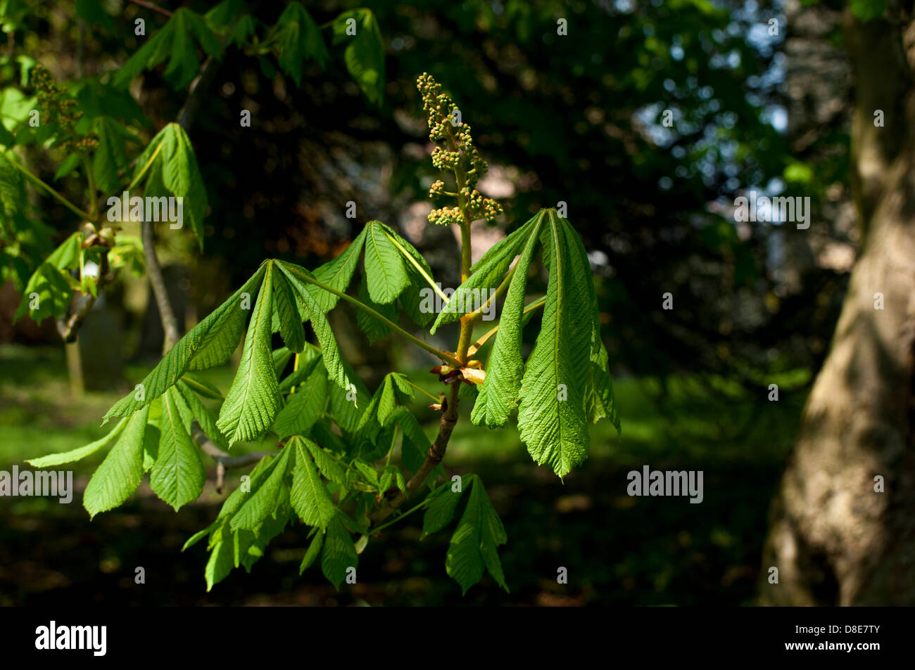 Unopened conker hi-res stock photography and images - Alamy