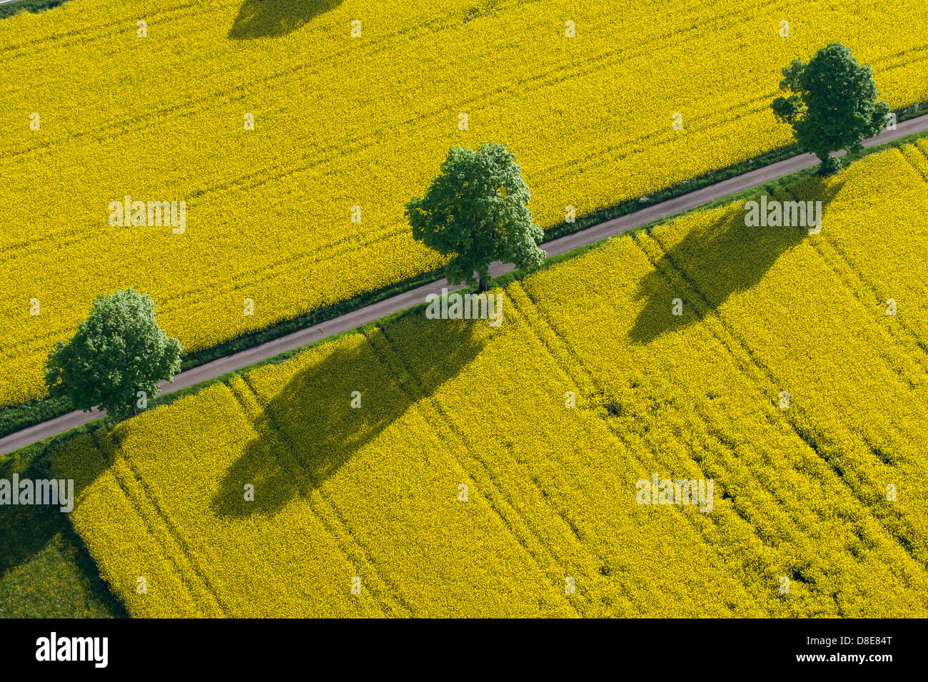 Trees and fields Stock Photo - Alamy