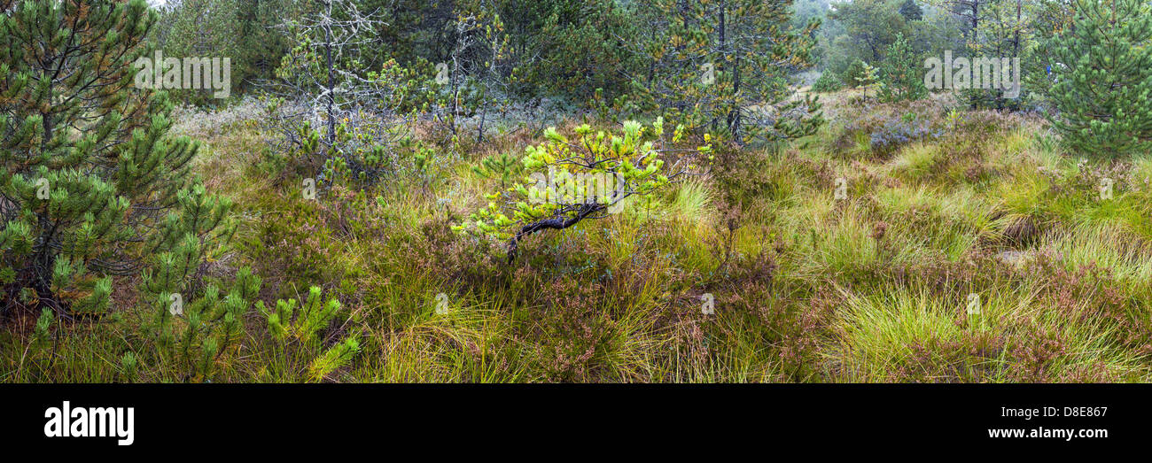 Hotzenwald, Black Forest, Baden-Wuerttemberg, Germany, Europe Stock ...