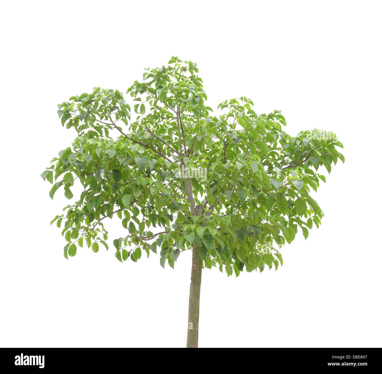 Green trees isolated on white Stock Photo - Alamy