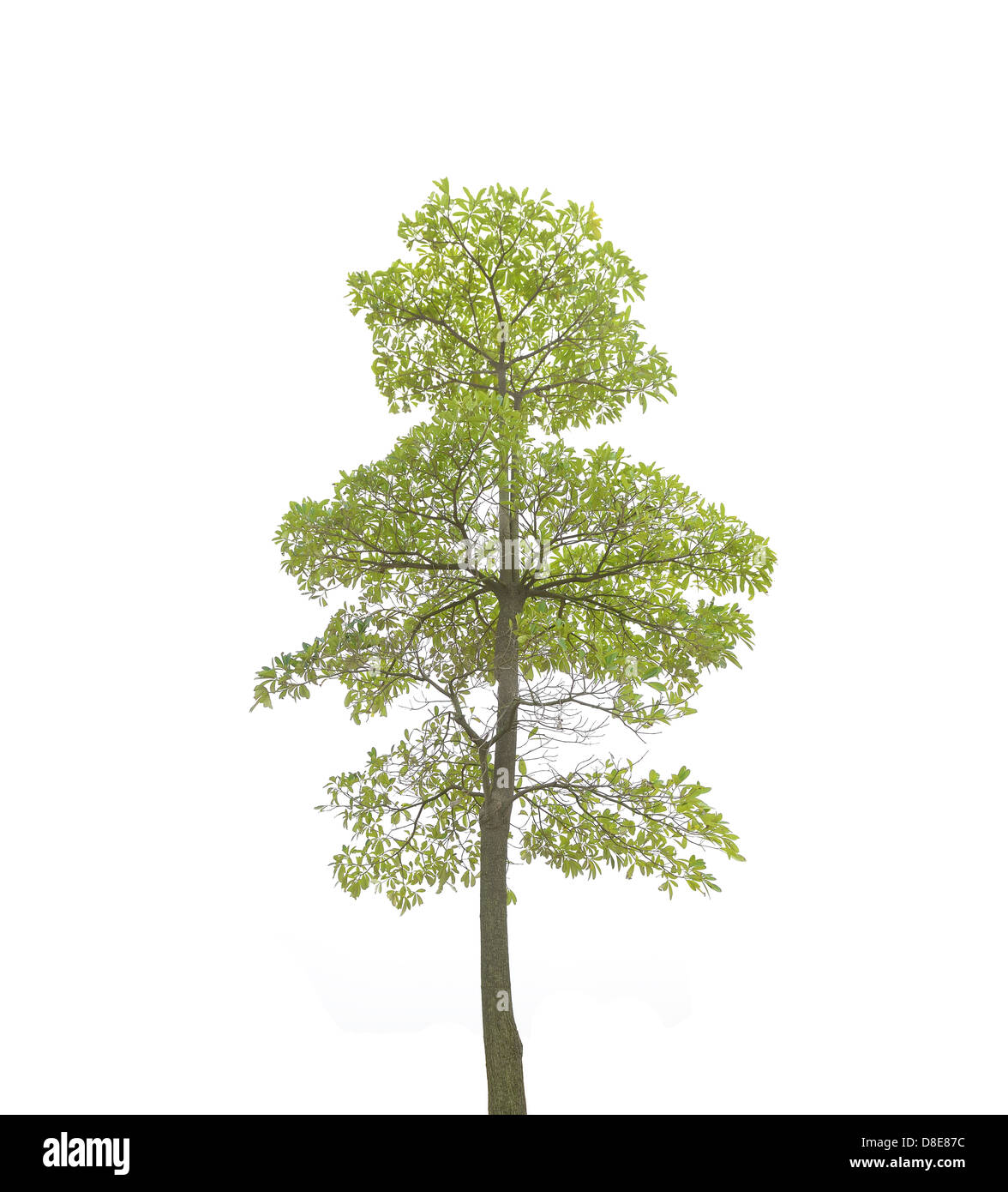 Green trees isolated on white Stock Photo - Alamy