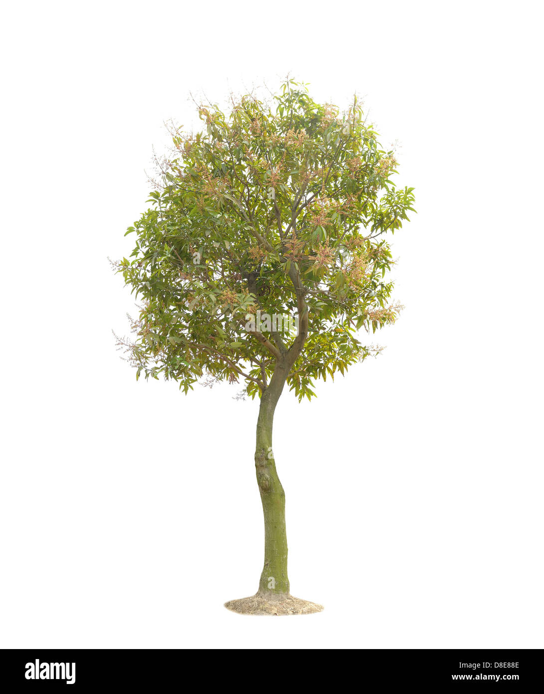 Green trees isolated on white Stock Photo - Alamy