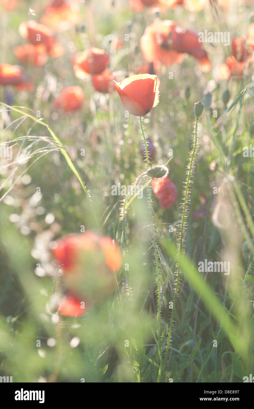 Flowering corn poppies in field, close-up Stock Photo - Alamy