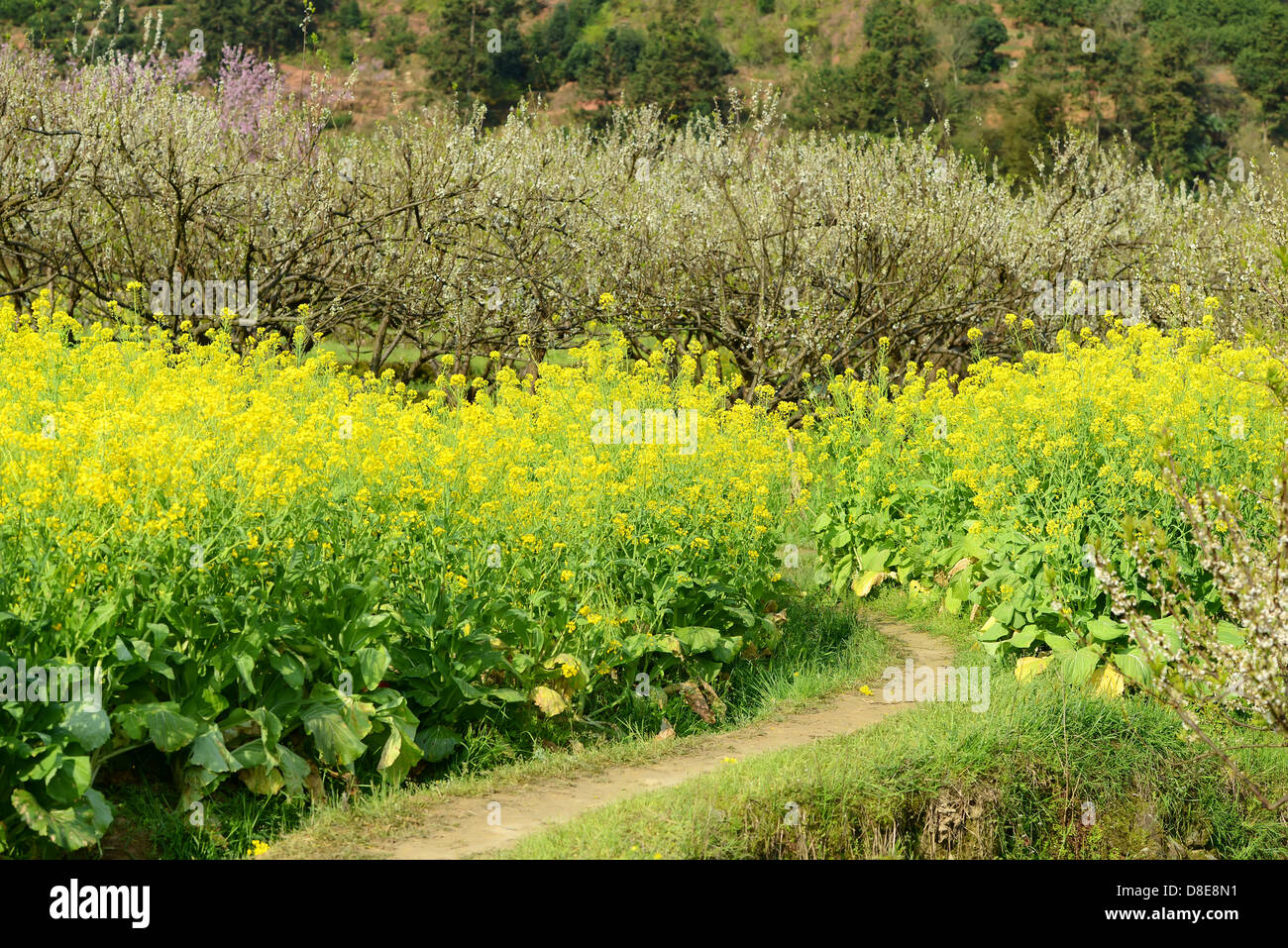 Peach flower blooming Stock Photo - Alamy