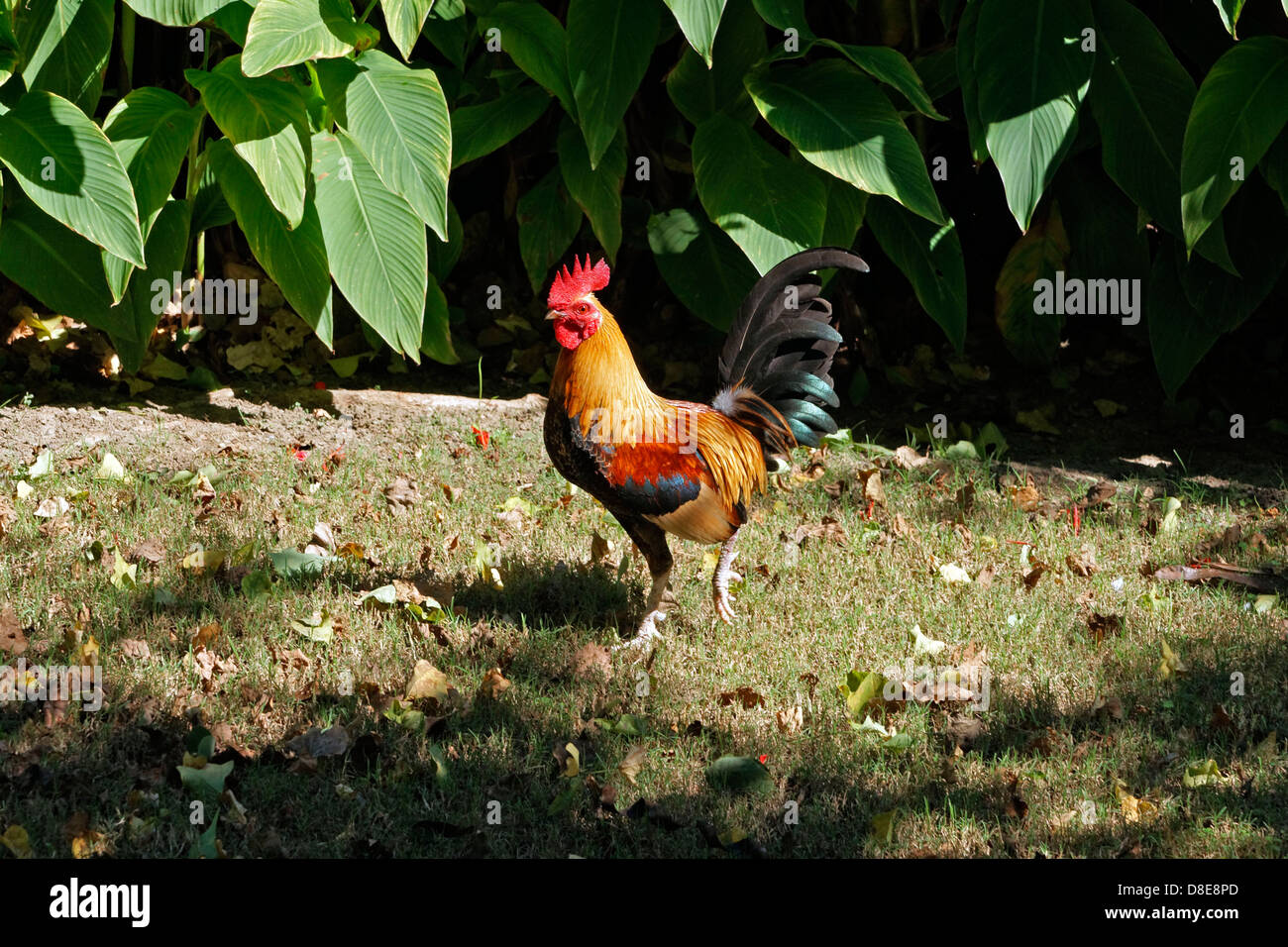 Rooster in a park Stock Photo - Alamy