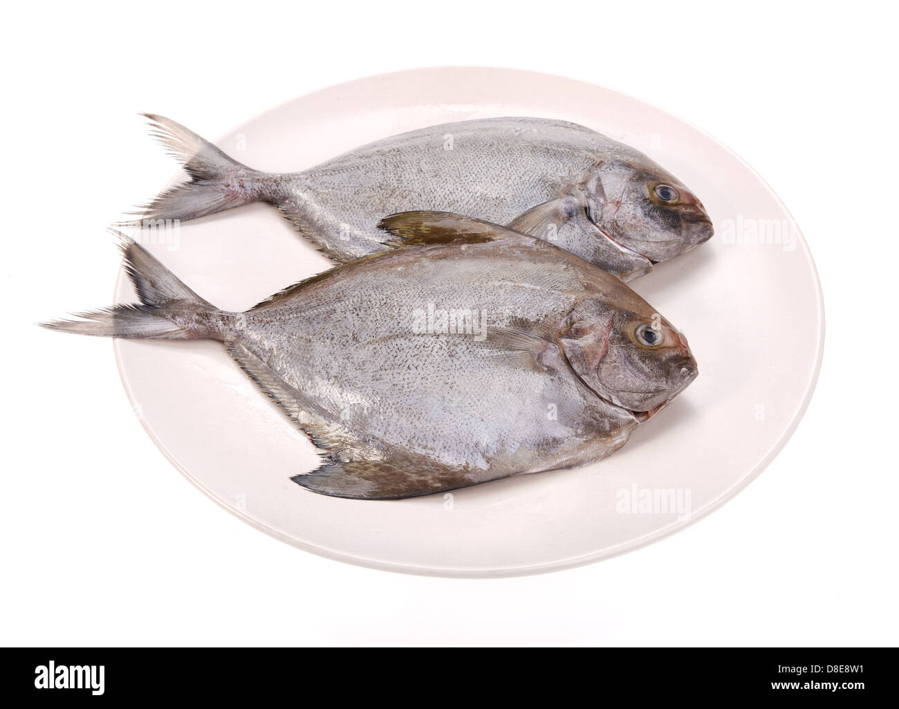 Fish plate background Cut Out Stock Images & Pictures - Alamy