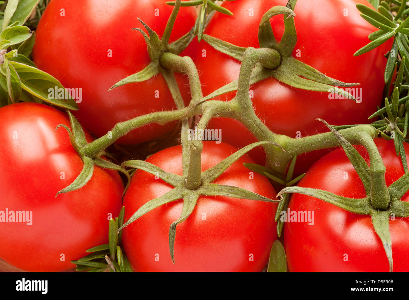 Vine ripened truss tomatoes fresh hi-res stock photography and images ...