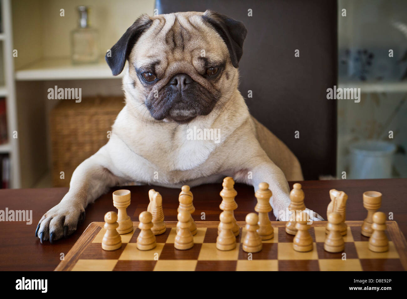 Pug dog sitting at checkerboard Stock Photo - Alamy