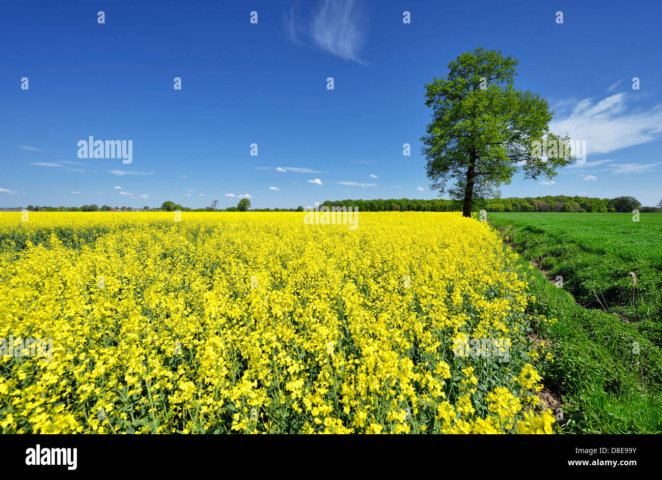 Rape field in Hamburg, Germany, Europe Stock Photo - Alamy