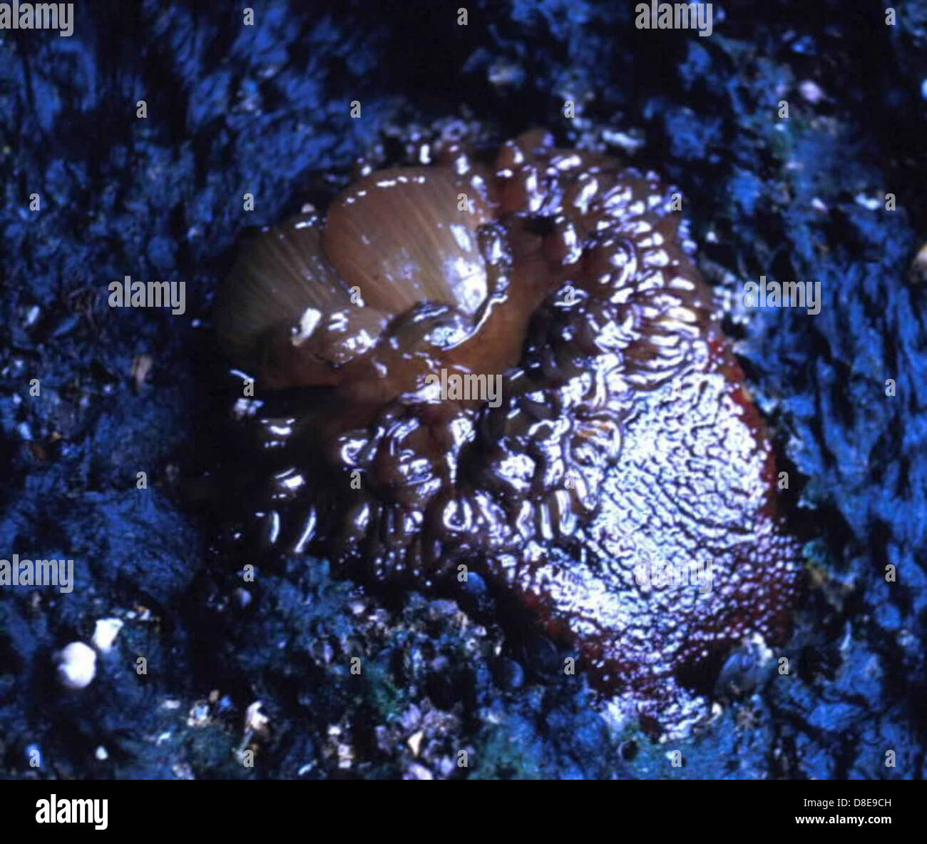 A vibrant sea anemone with flowing tentacles is captured in a marine ...