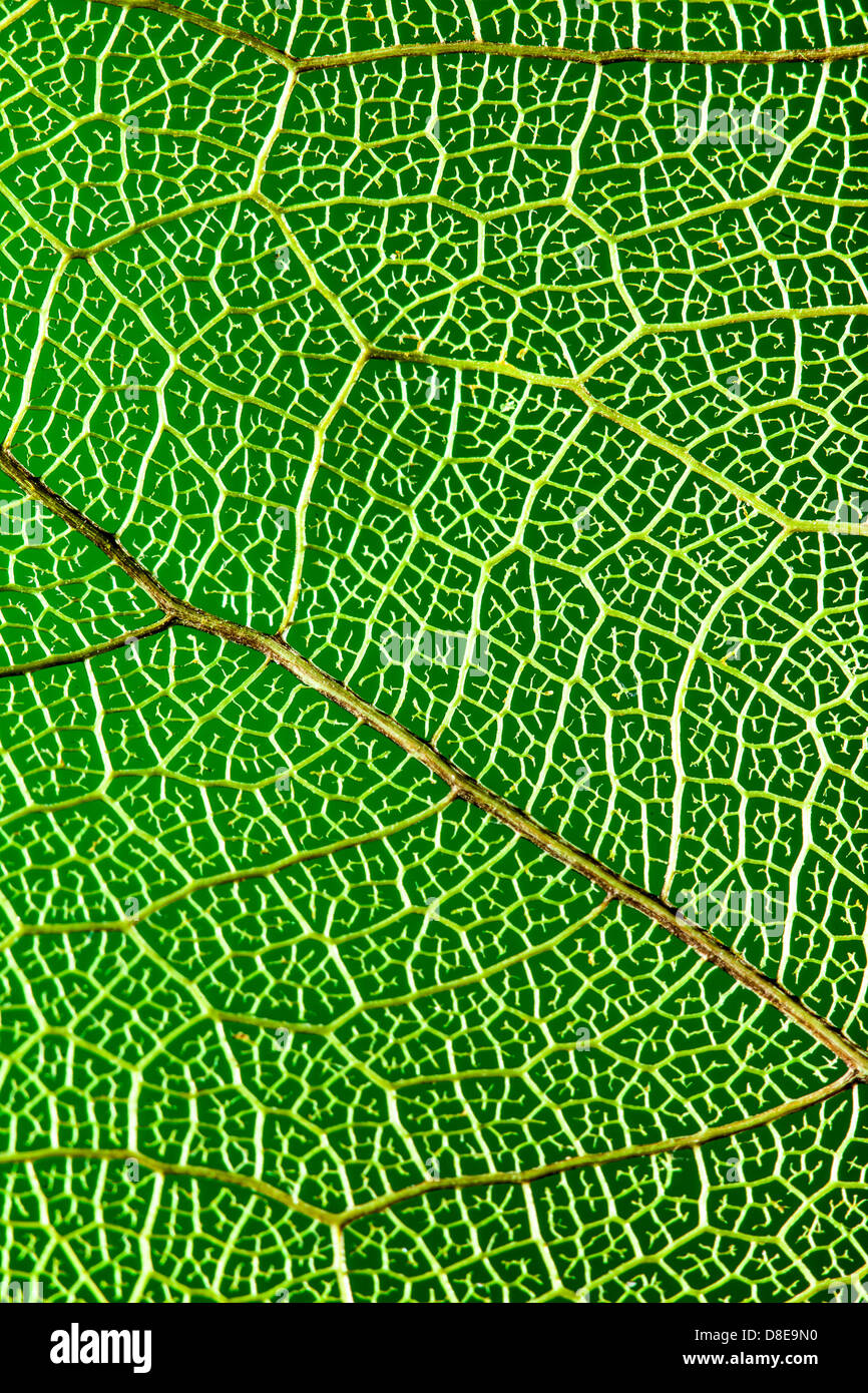 Close up leaf foliage leaf color hi-res stock photography and images ...