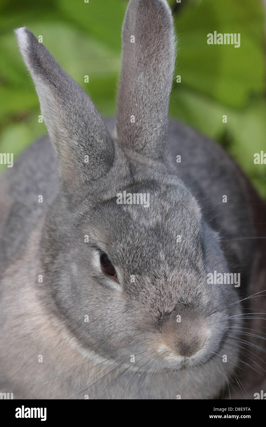 Chinchilla rabbit hi-res stock photography and images - Alamy