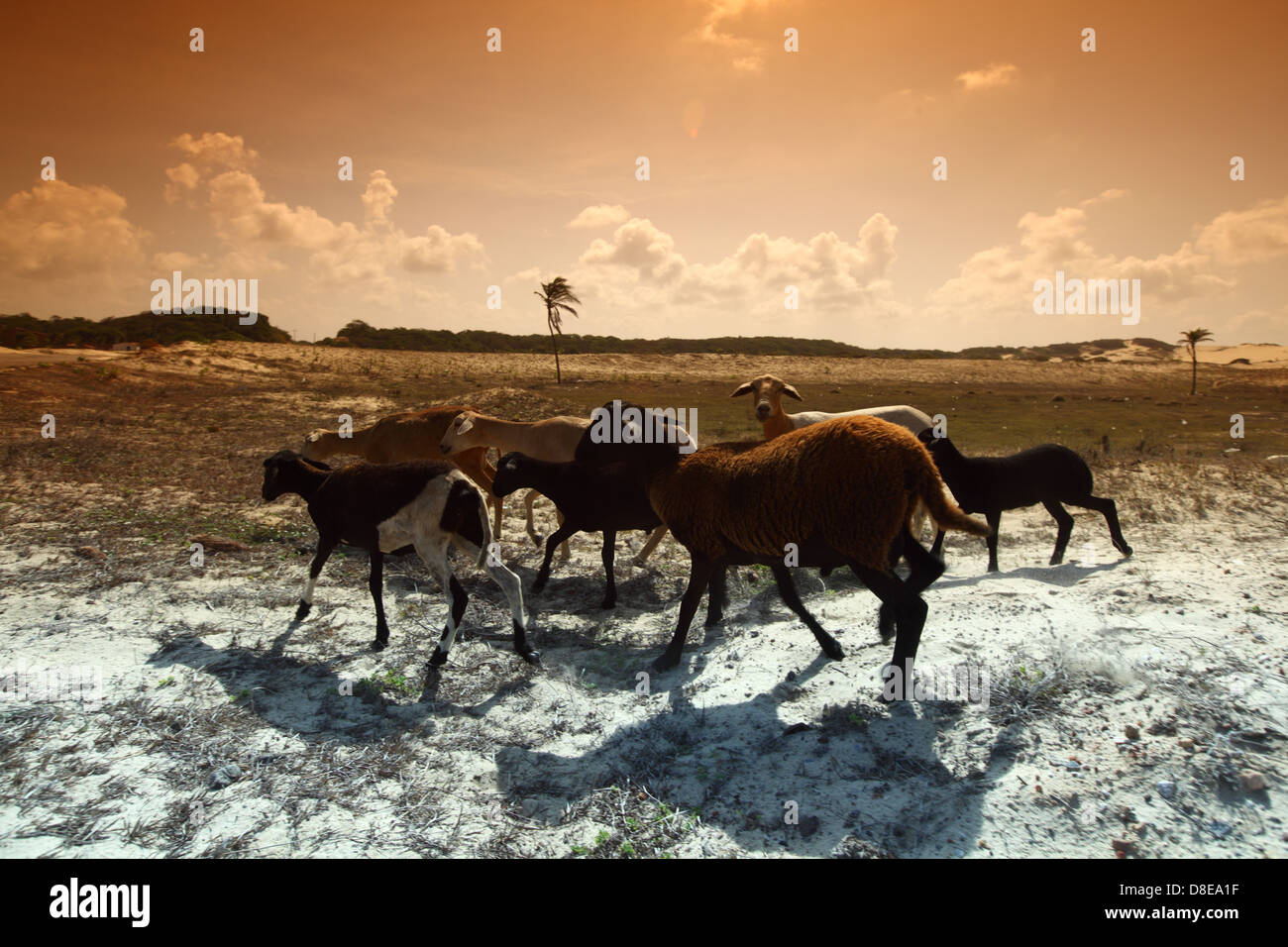 Adolescent wild goat hi-res stock photography and images - Alamy