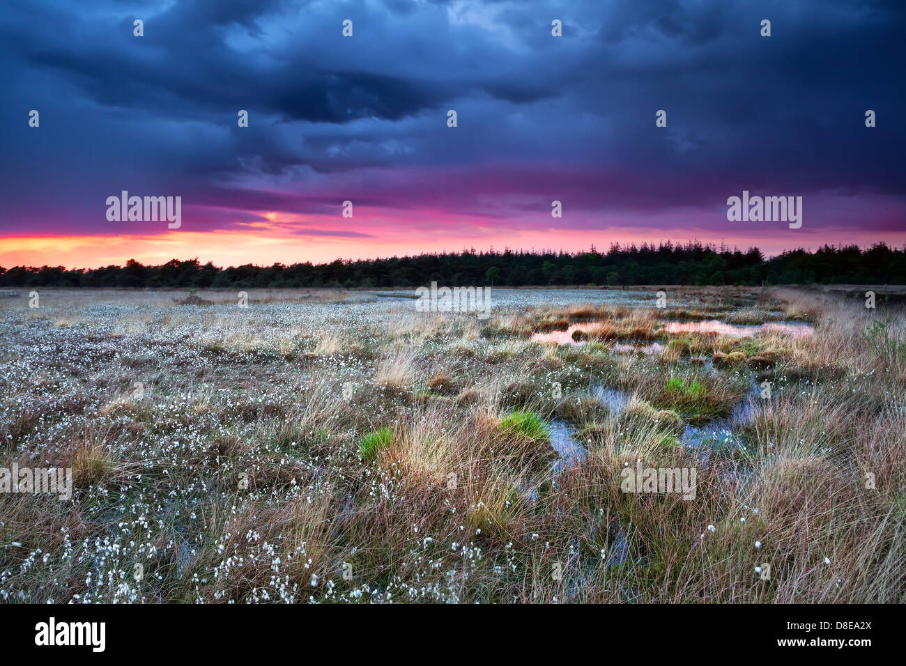 Swamp sunset hi-res stock photography and images - Alamy