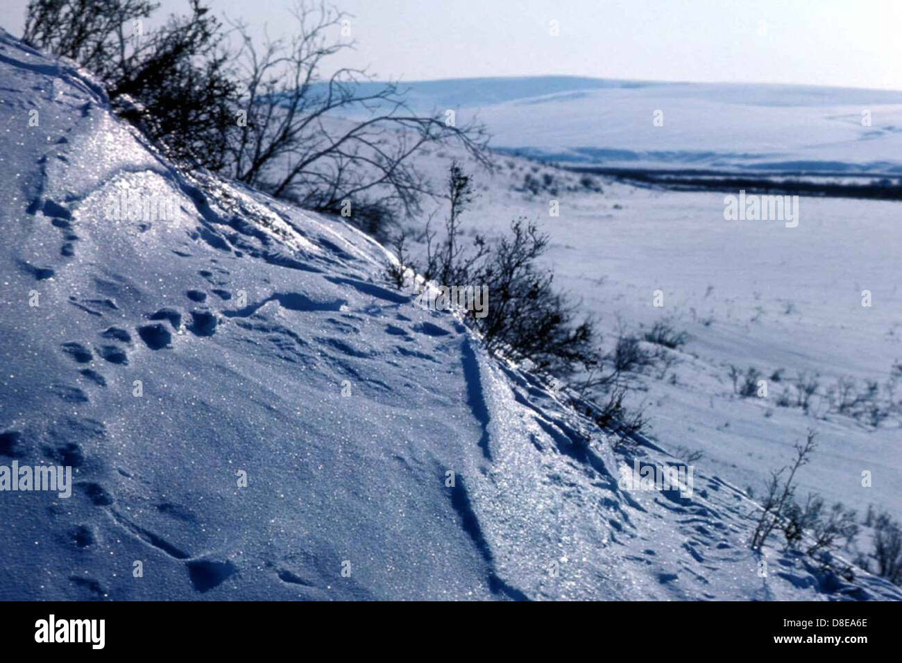 The ground is covered with fresh snow, and distinct marks can be seen ...