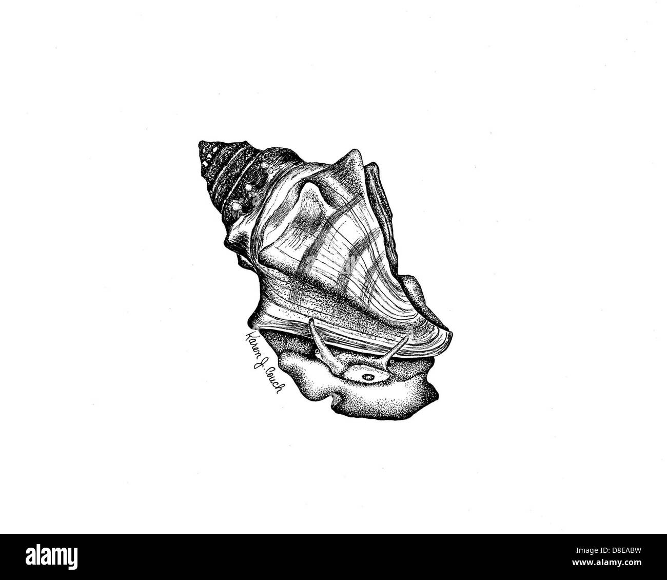 Spiny river snail io fluvialis black and white line art drawing Stock ...