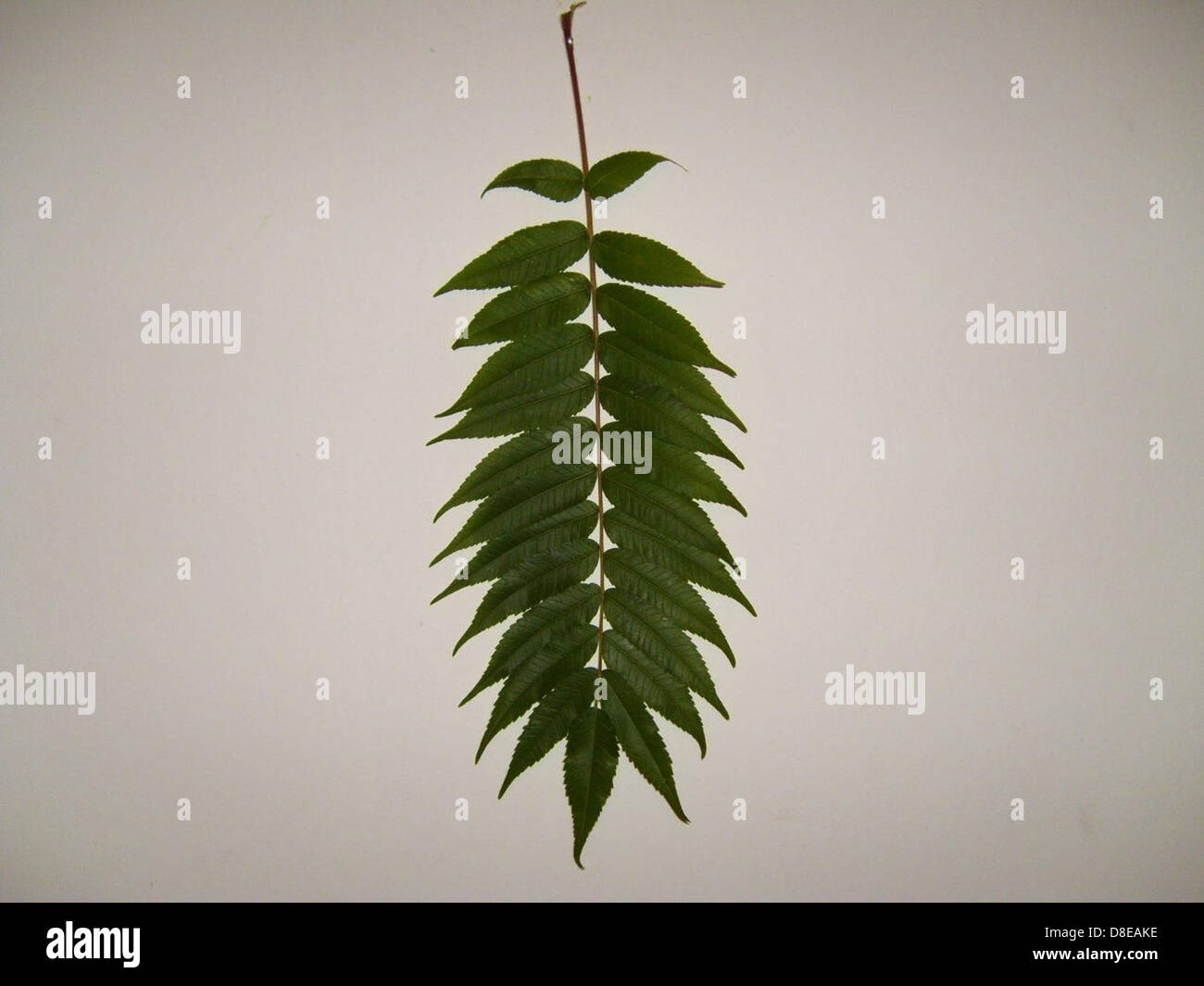 A close-up of a Staghorn sumac leaf (Rhus typhina), also known as ...