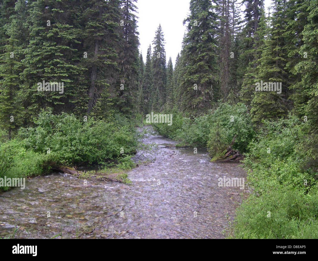 The Stillwater River flows through a natural habitat, surrounded by ...