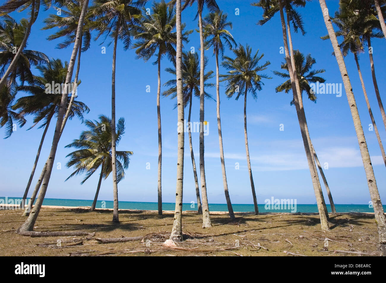 blue beach with coconut tree Stock Photo - Alamy