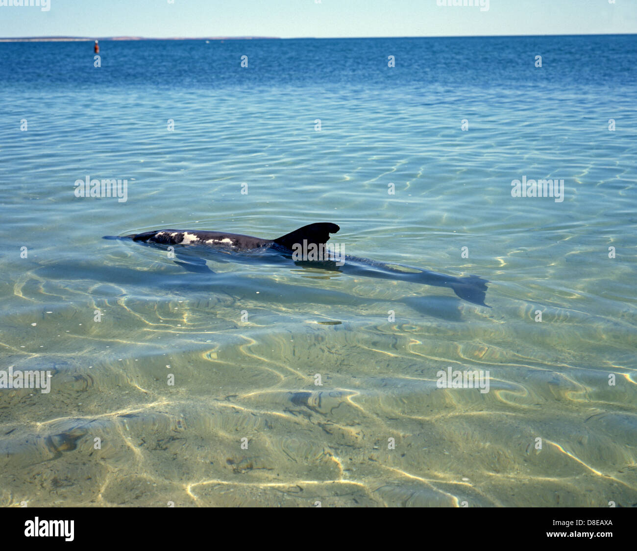 Dolphin, Monkey Mia, Shark Bay, Western Australia Stock Photo - Alamy