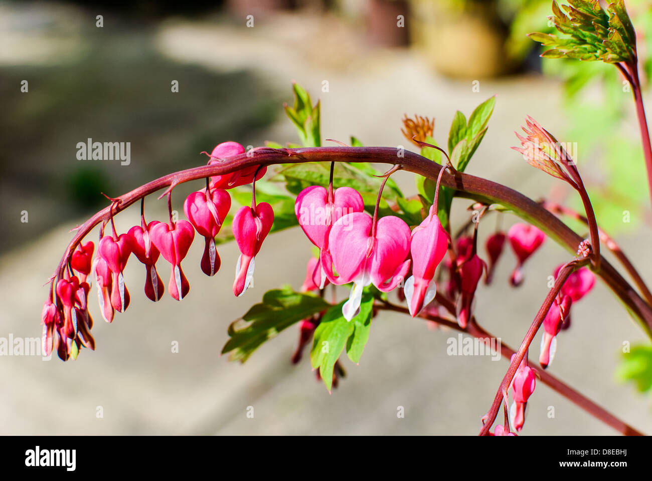 Close-up of Bleeding Heart flowers Stock Photo - Alamy