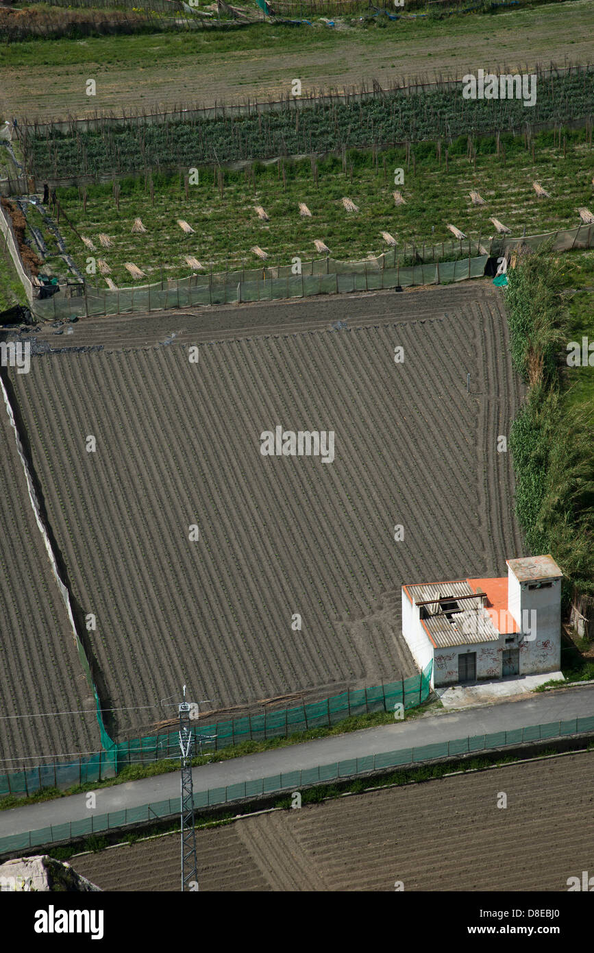 Crops growing on a southern Spanish smallholding Stock Photo - Alamy