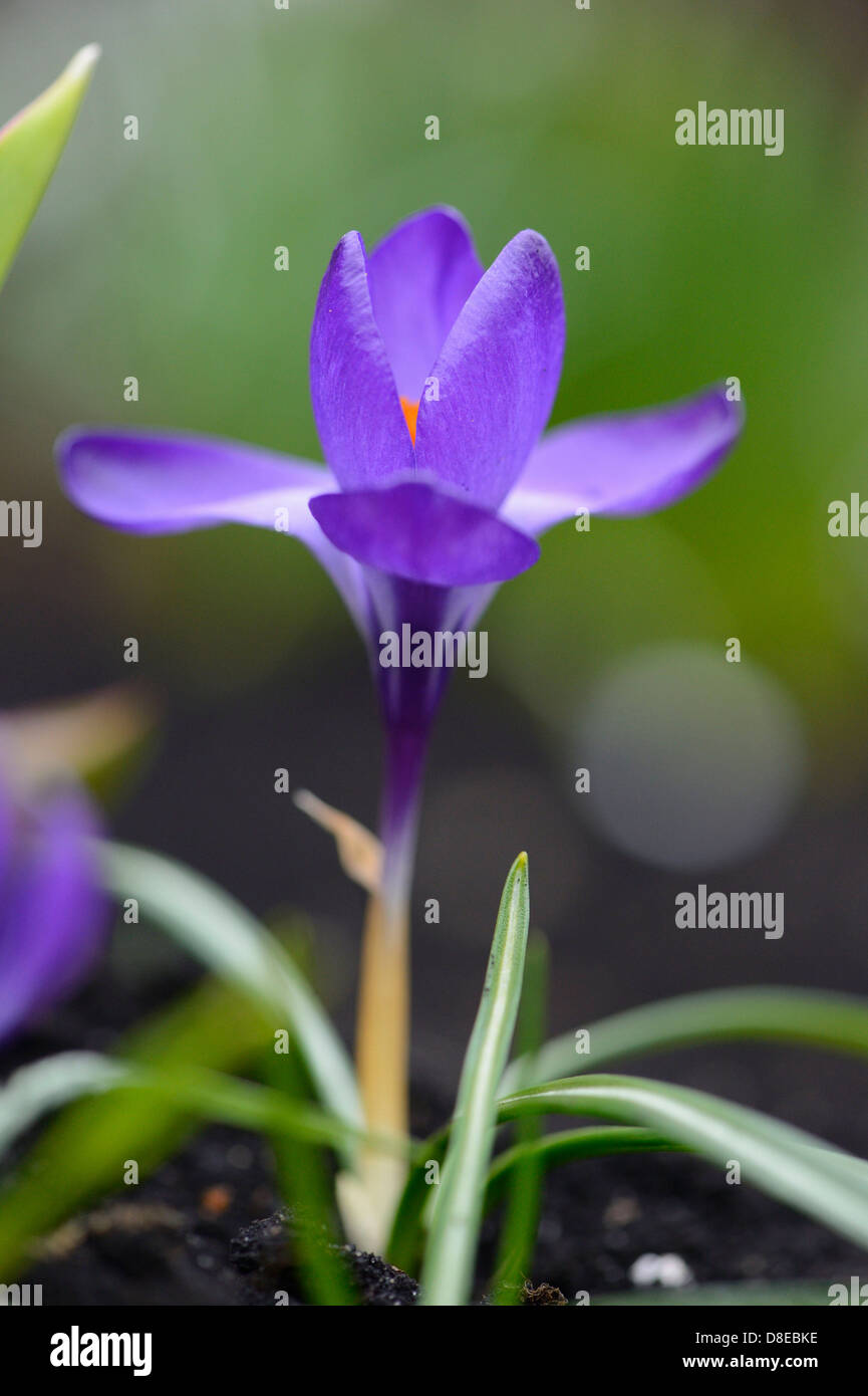 Crocus in a garden, Crocus cultivars, Bavaria, Germany, Europe Stock ...