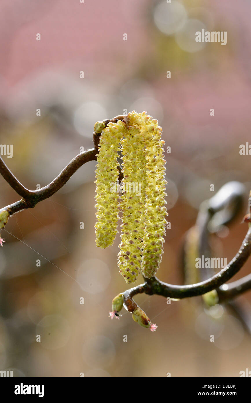 Common hazel shrub hi-res stock photography and images - Alamy