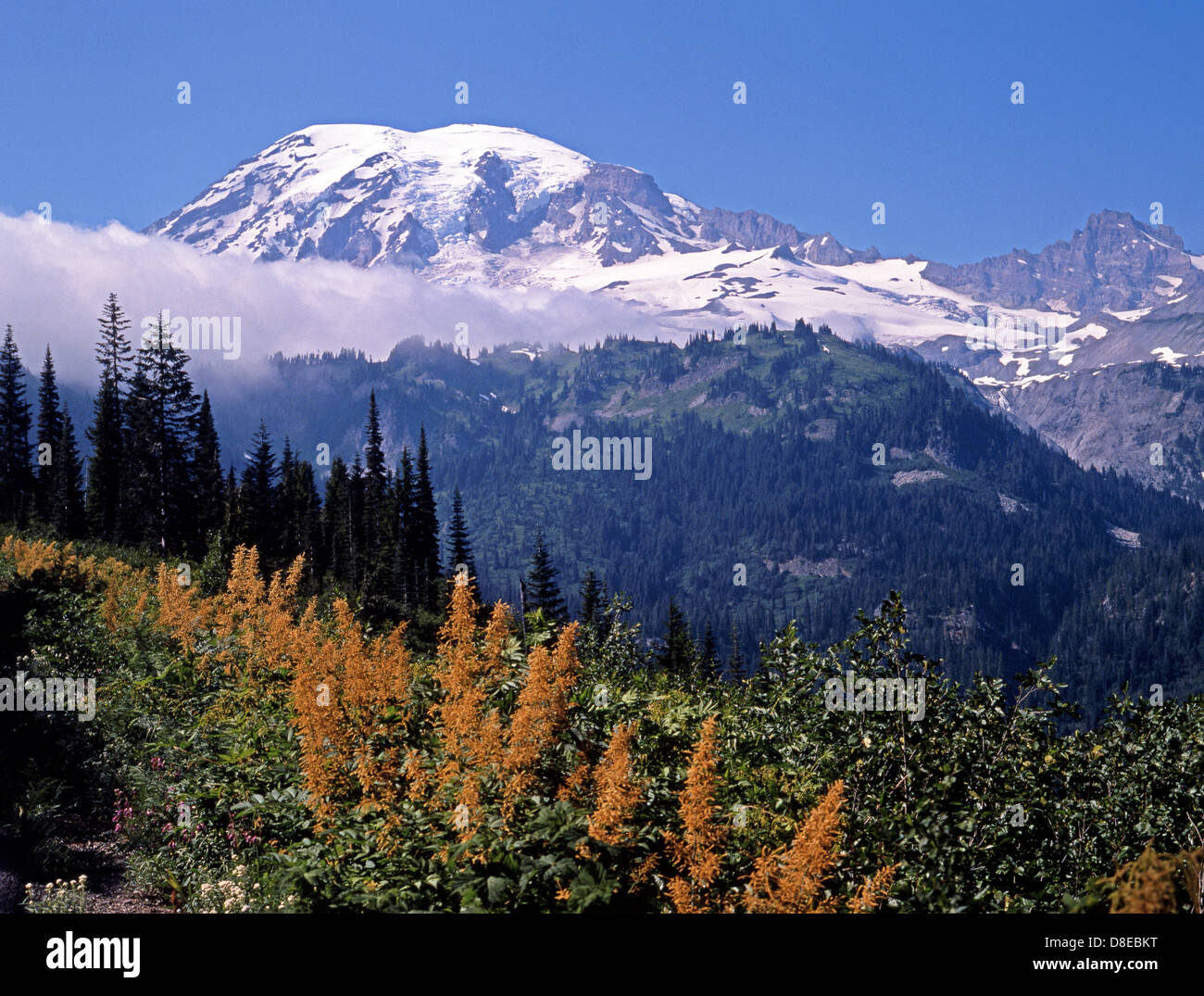 Mount Ranier with forest in foreground, Paradise, Washington State, USA ...