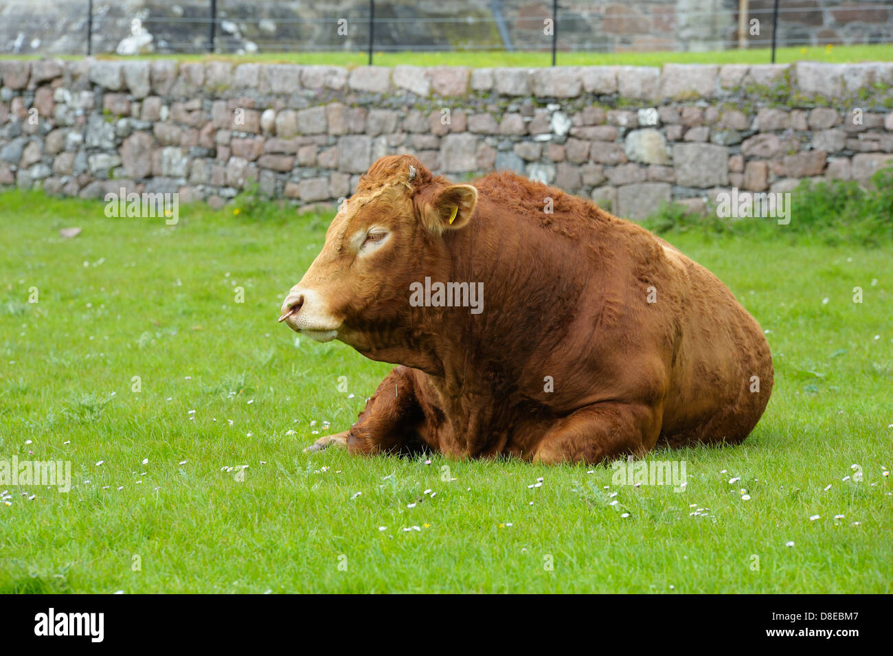 A large brown bull laying in a field on a farm Stock Photo - Alamy