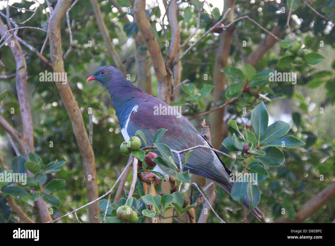 New Zealand wood pigeon on a guava tree branch. Māori call it Kererū ...