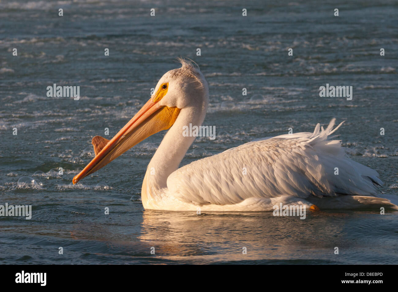 American White Pelican (Pelecanus erythrorhynchos) with breeding season ...