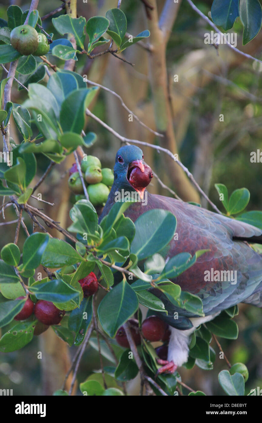 Kereru fruit hi-res stock photography and images - Alamy