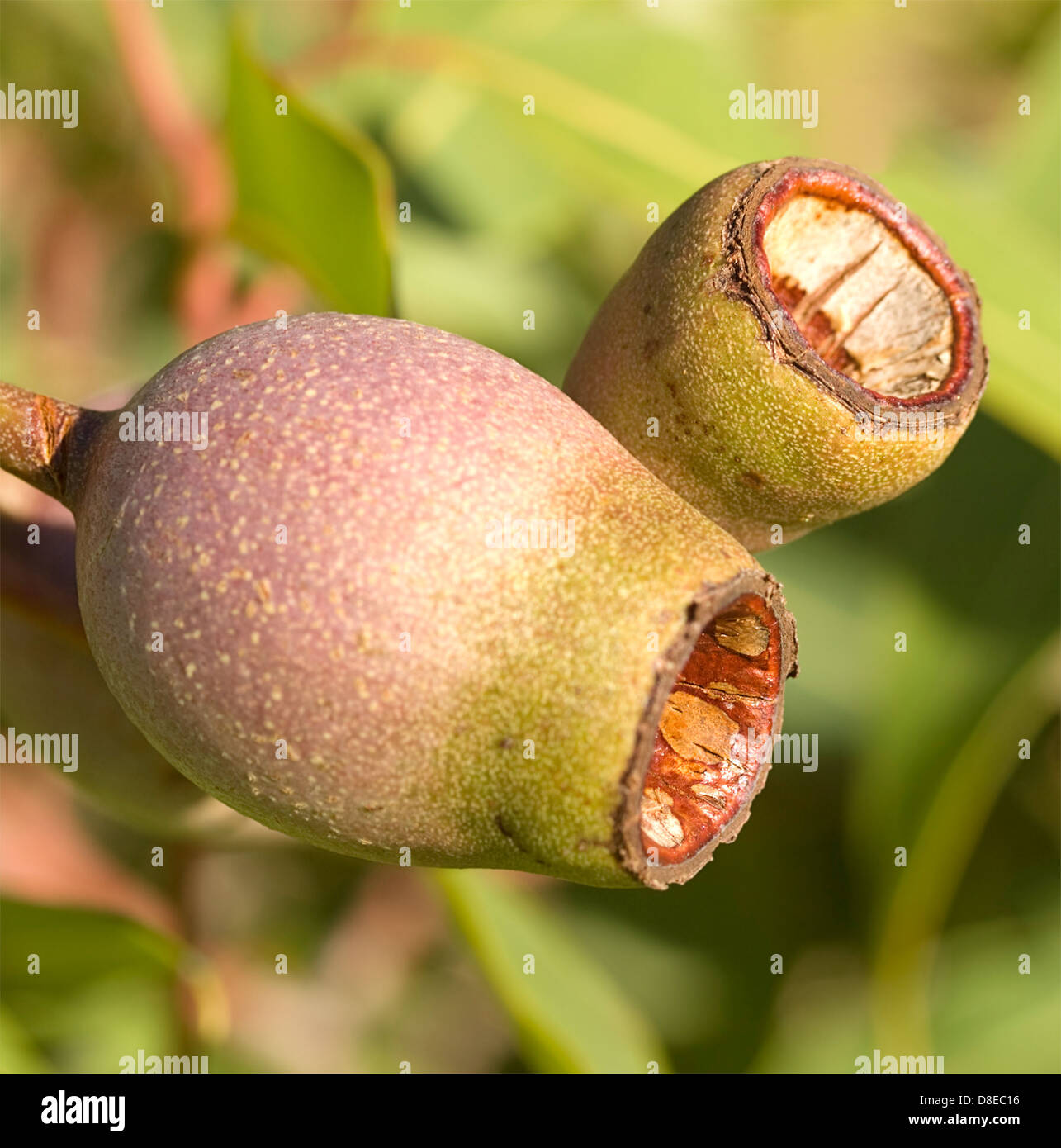Gum nuts fruit of eucalyptus summer red eucalypt tree of Australia ...