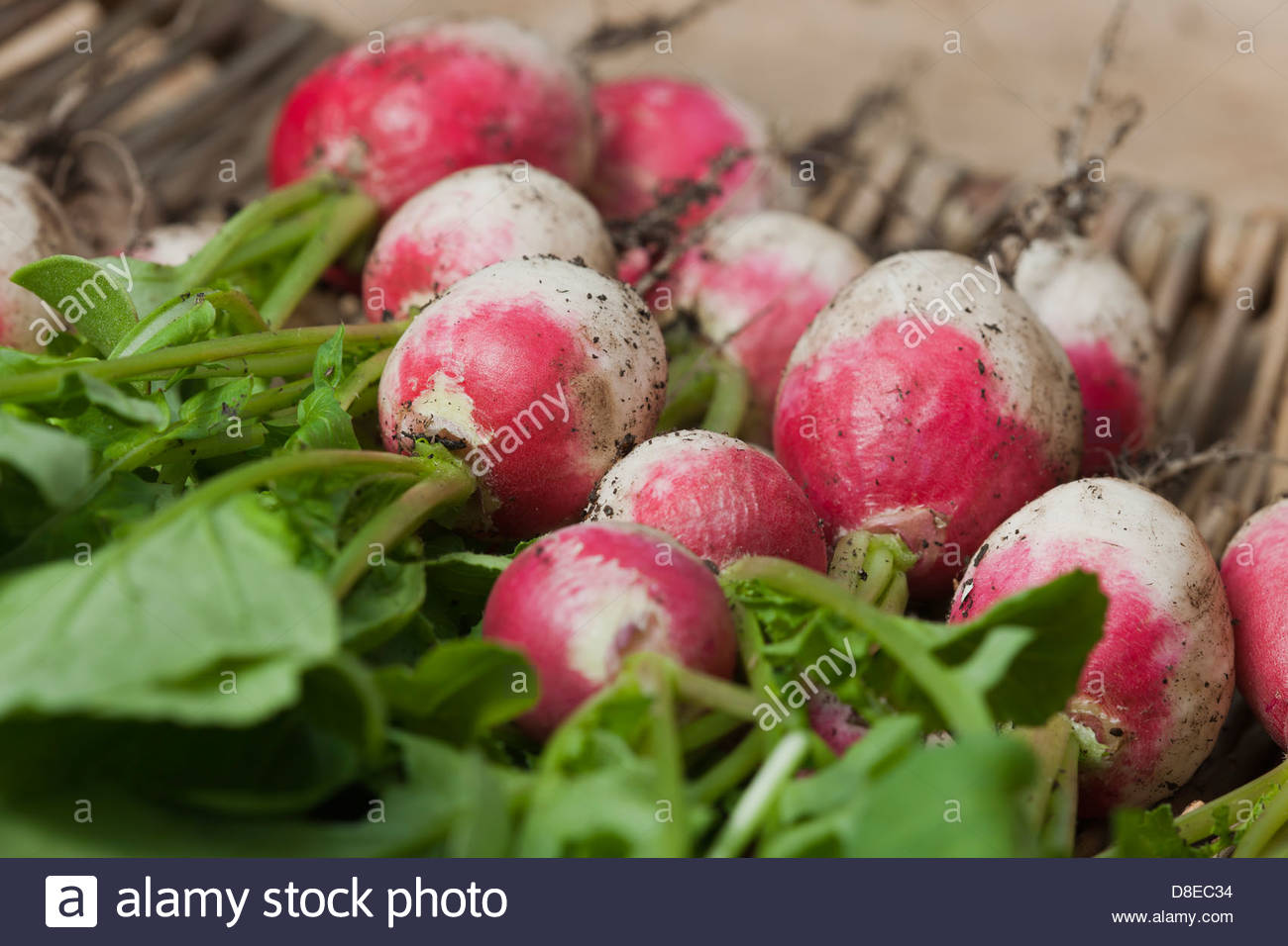 Edible Root Vegetable Stock Photos & Edible Root Vegetable Stock Images ...