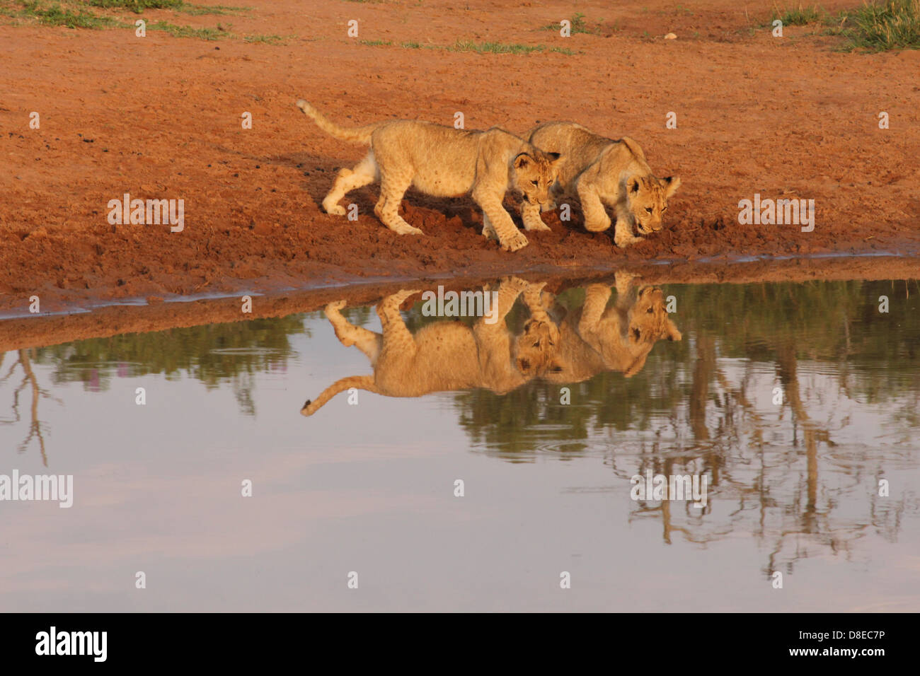 Lion reflection cub hi-res stock photography and images - Alamy