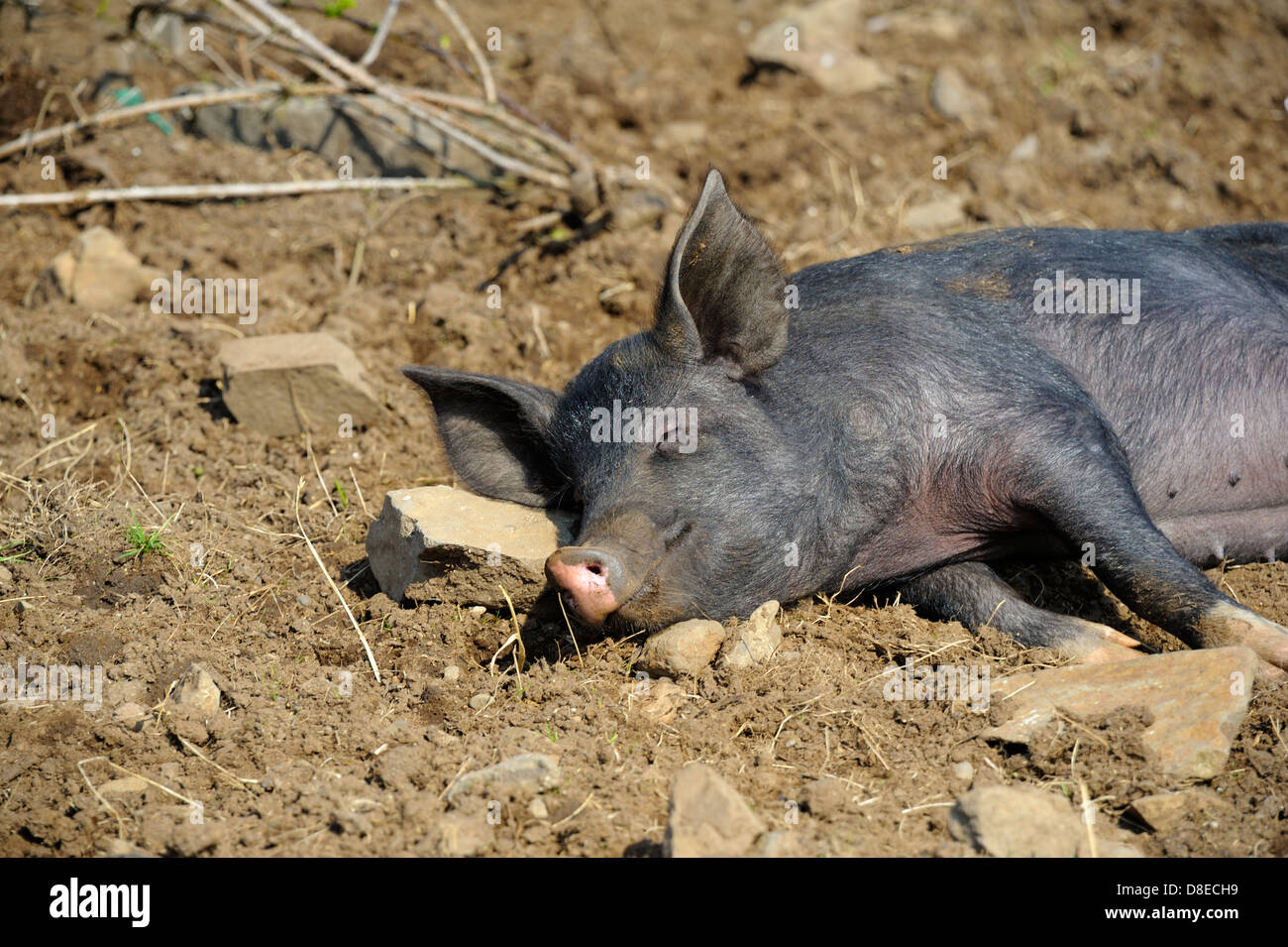Tired pork hi-res stock photography and images - Alamy