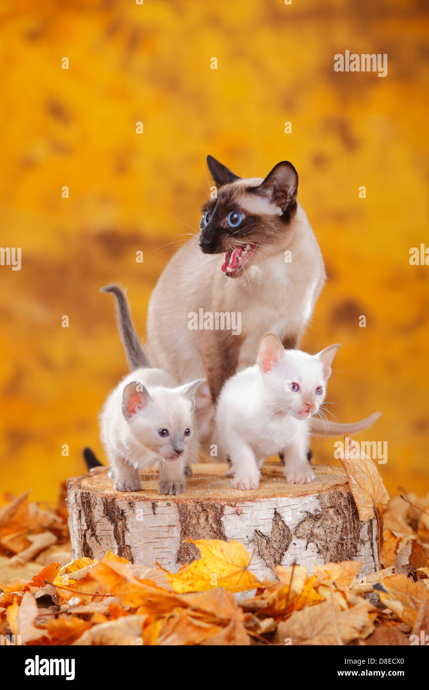 Classic siamese cat seal point kitten hi-res stock photography and ...