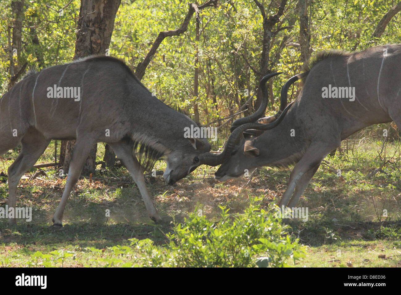 Kudu buck hi-res stock photography and images - Alamy