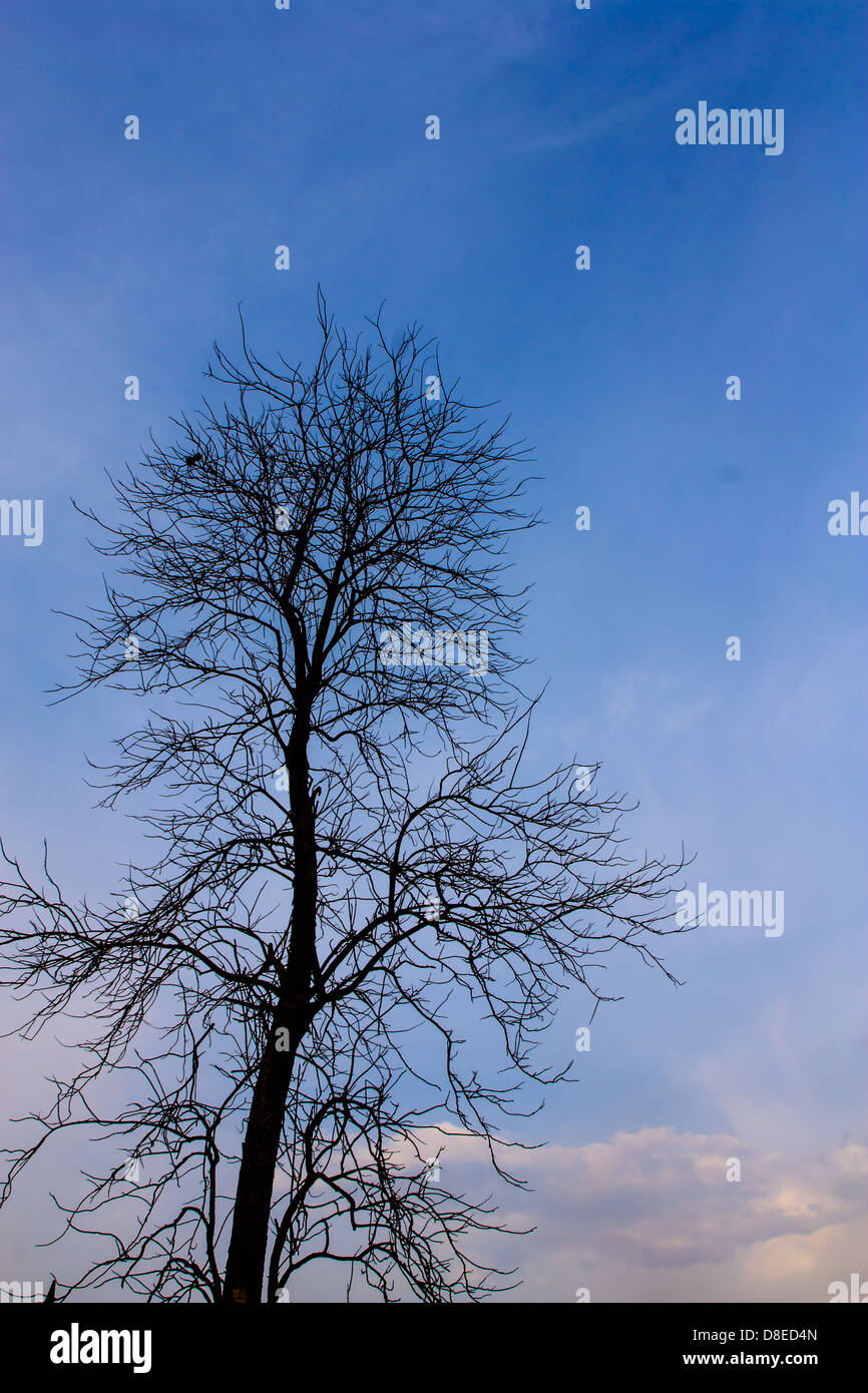 Dead standing hi-res stock photography and images - Alamy