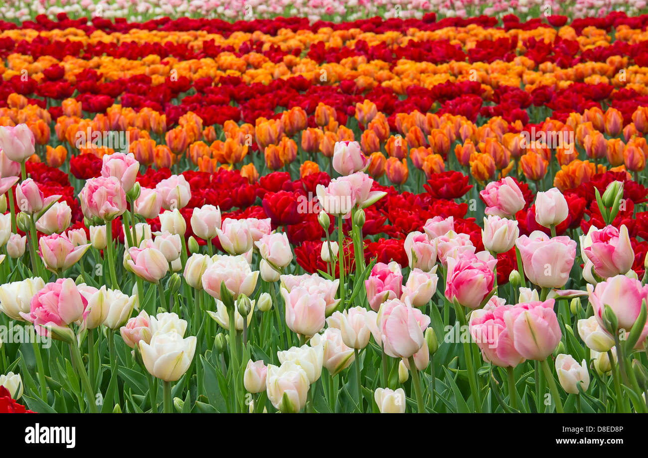 Fresh blooming tulips in the spring garden Stock Photo - Alamy