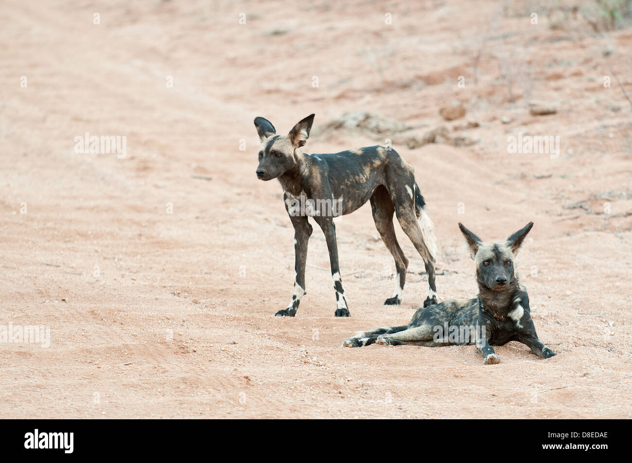 African wild dog antelope hi-res stock photography and images - Alamy