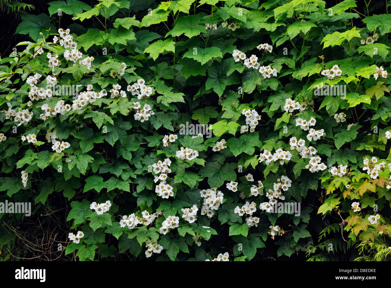 Thimbleberry (Rubus parviflorus) Haida Gwaii, Queen Charlotte Islands ...