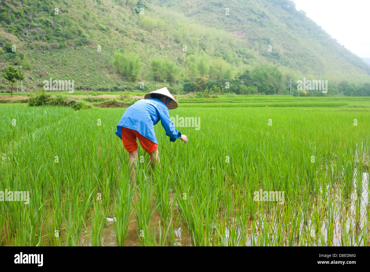 Sapa region, North Vietnam - Woman working in rice field Stock Photo ...