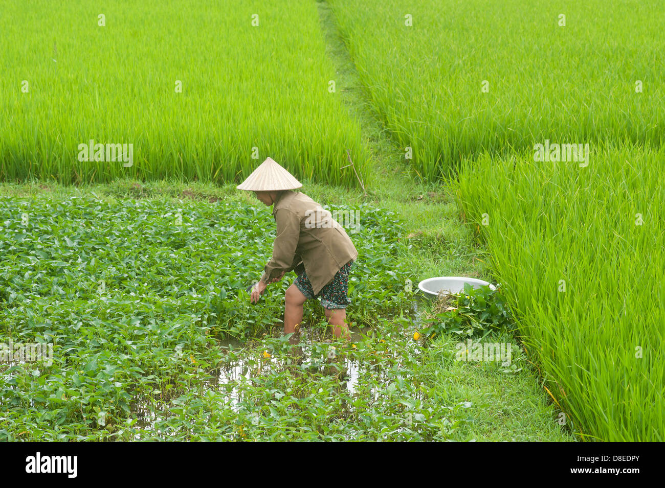 Sapa region, North Vietnam - Woman working in rice field Stock Photo ...