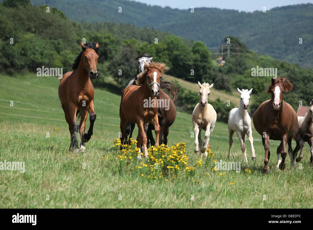 Horse running flowers hi-res stock photography and images - Alamy