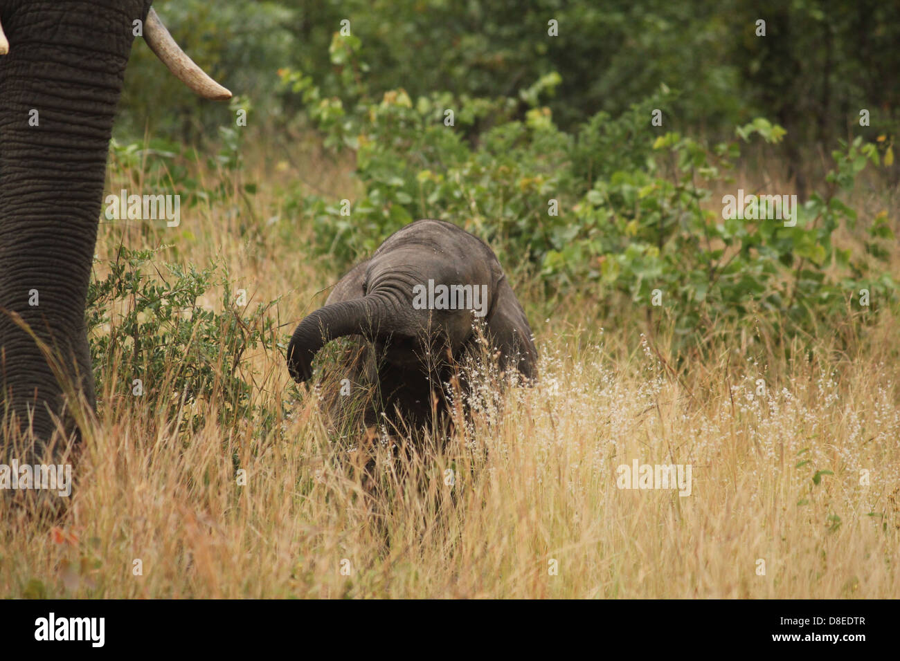 Learning to use trunk hi-res stock photography and images - Alamy