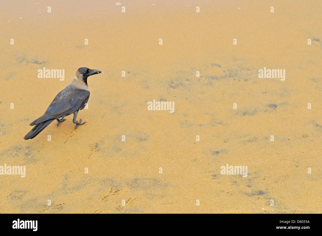 Lone crow on the beach Stock Photo - Alamy