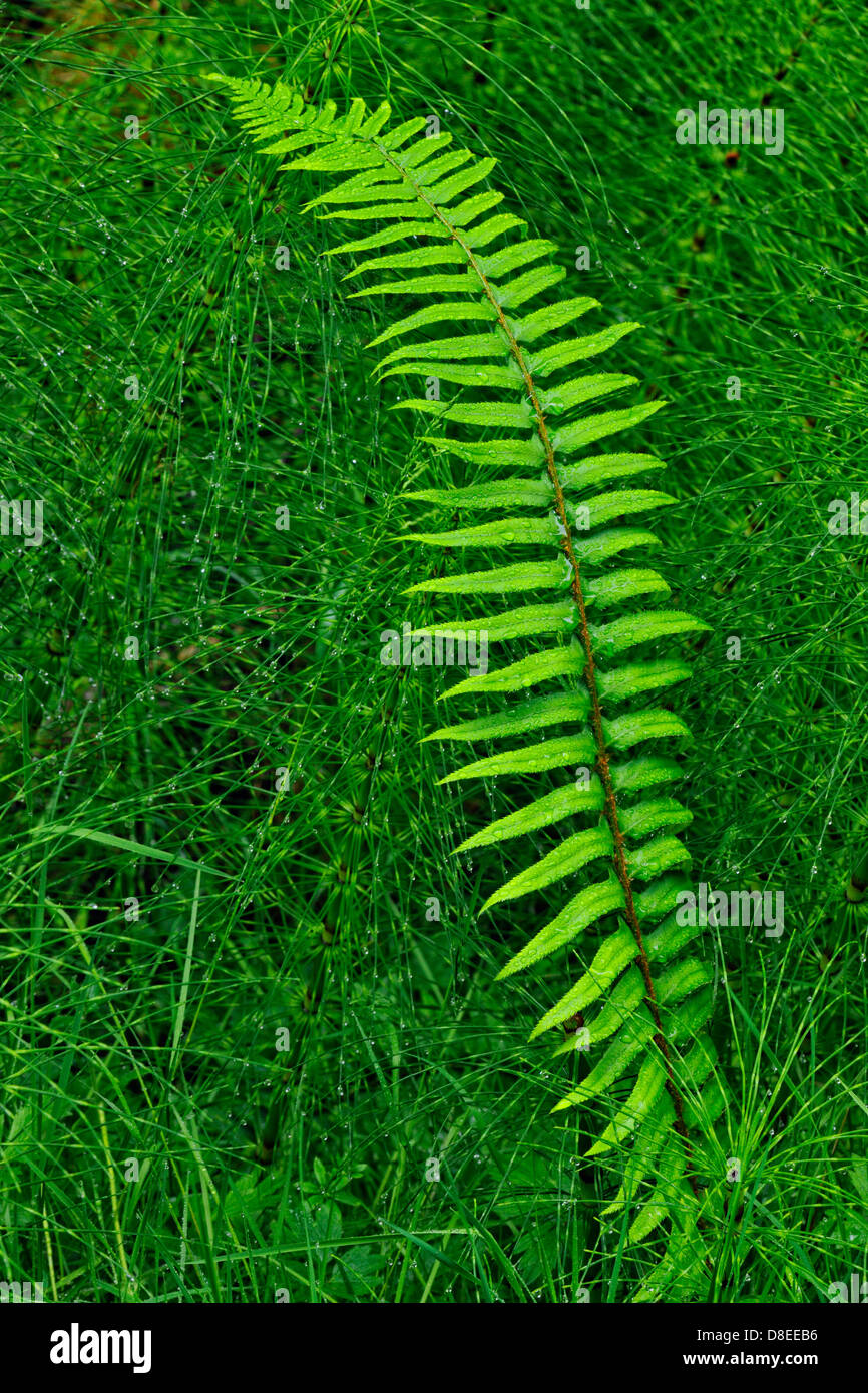 Horsetail fern hi-res stock photography and images - Alamy