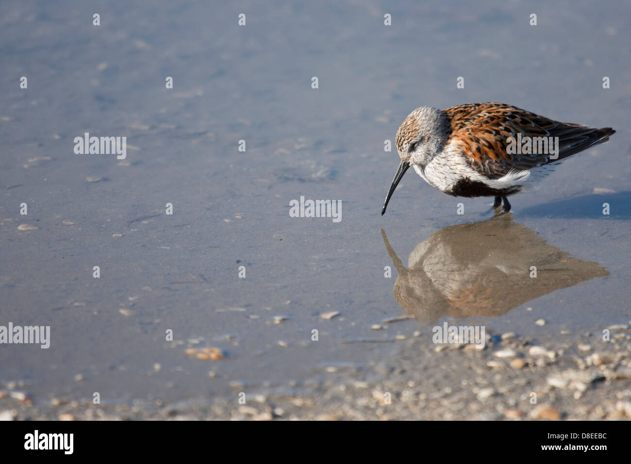 Dunlin breeding plumage flight hi-res stock photography and images - Alamy